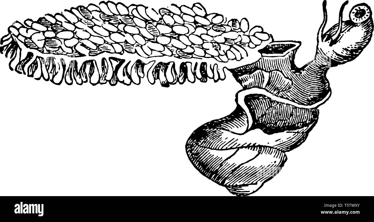 Violet Snail is a floating sea slug, vintage line drawing or engraving ...