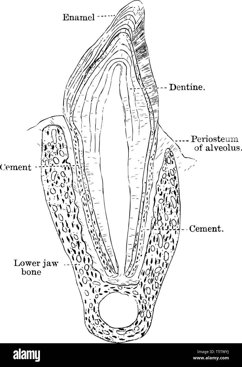 Premolar hi-res stock photography and images - Alamy