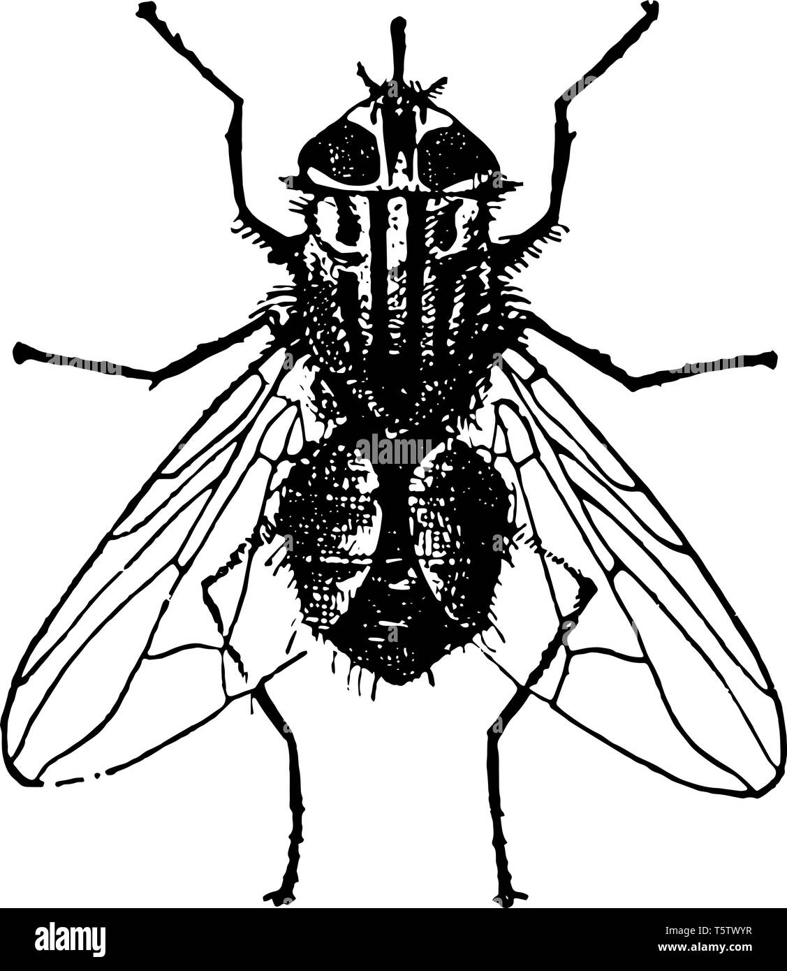 Stable Fly is a globally recognized pest of livestock vintage line ...