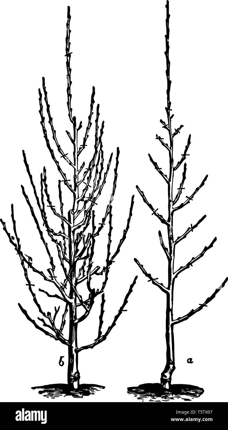 This illustration represents how to make a Pyramid Pruning vintage line ...