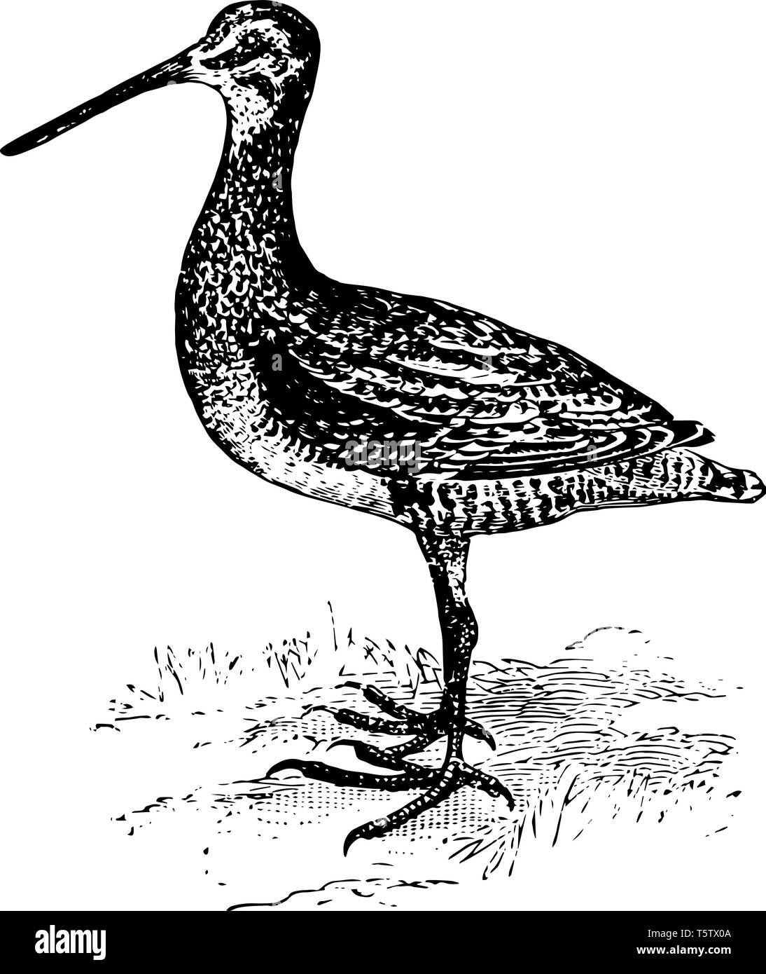 Small Wilson Snipe is a small stocky shorebird vintage line drawing or ...