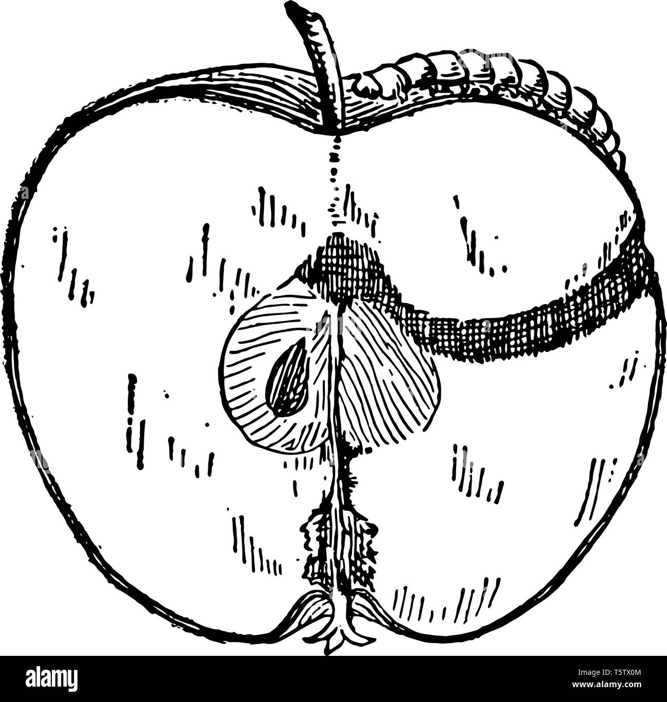This image showing a worm in the Apple vintage line drawing or ...