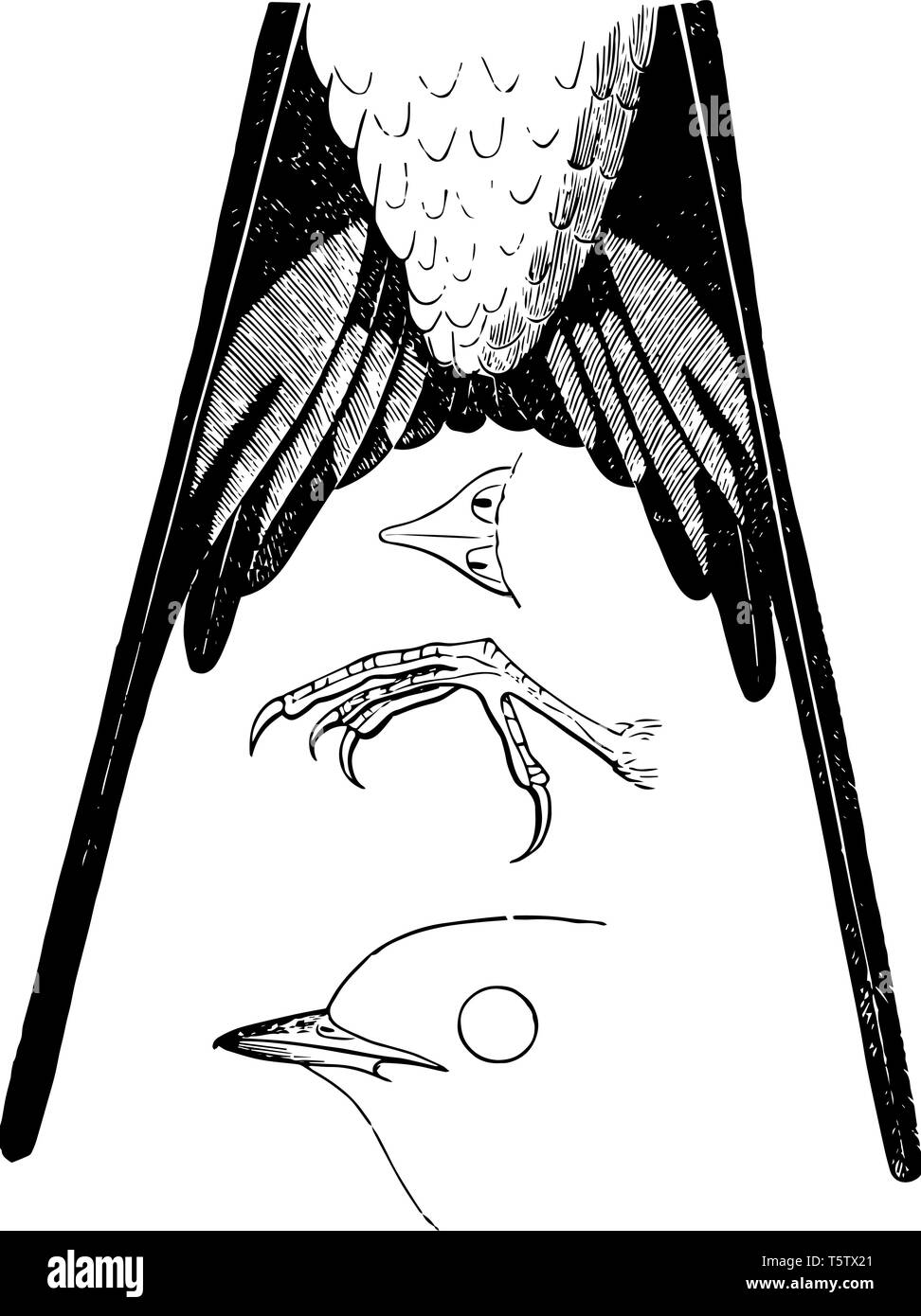 This illustration represents Barn Swallow Details vintage line drawing ...