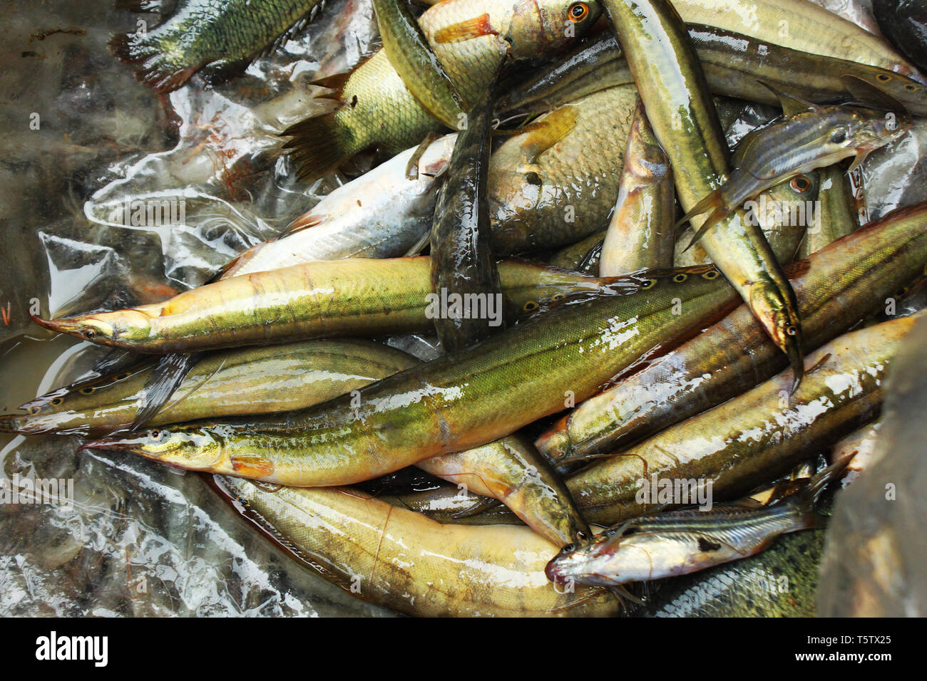 How Many Types Of Fish Are There In Bangladesh at Gladys Roy blog