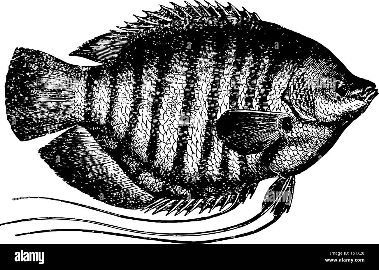 Gourami vector vectors hi-res stock photography and images - Alamy