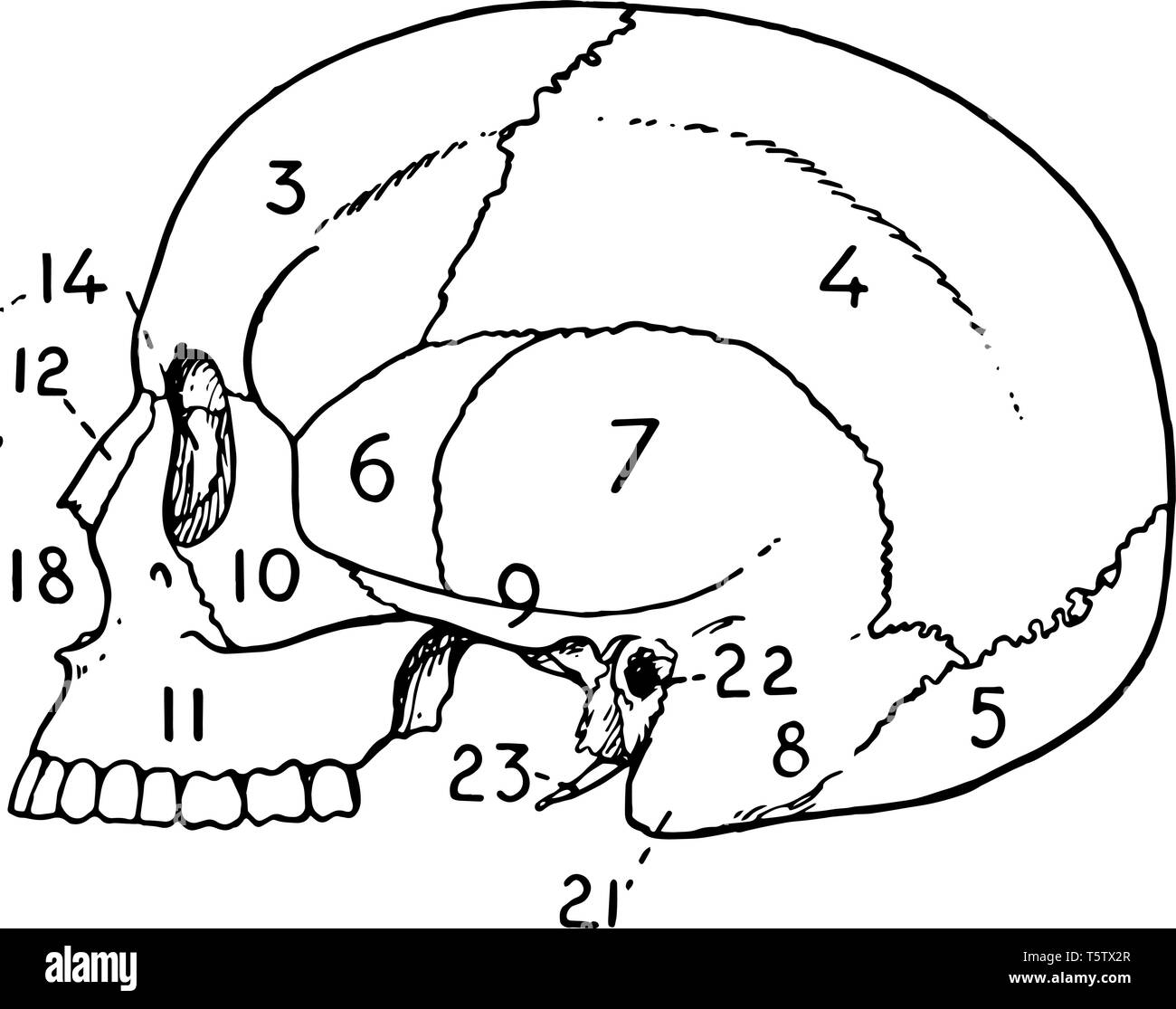 This illustration represents Adult skull vintage line drawing or ...