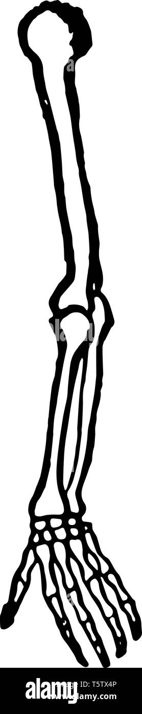 Arm of humans and Humerus or bone of upper arm, vintage line drawing or ...