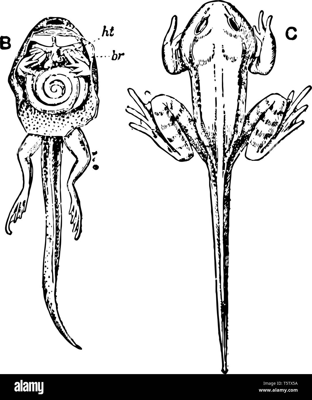 Young Tadpole Drawing