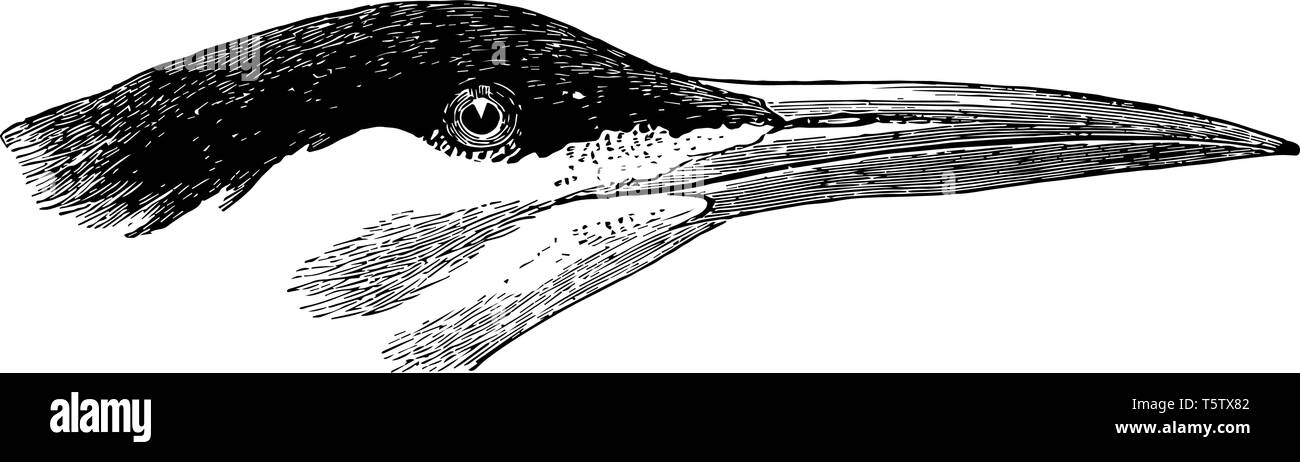This illustration represents Elegant Tern vintage line drawing or ...