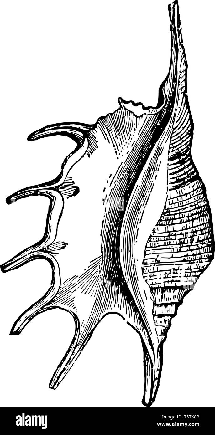 Pteroceras Lambis is a species of large sea snail a marine gastropod ...