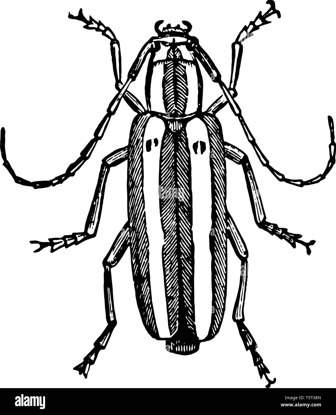 Longhorn Beetles are a cosmopolitan family of beetles vintage line ...