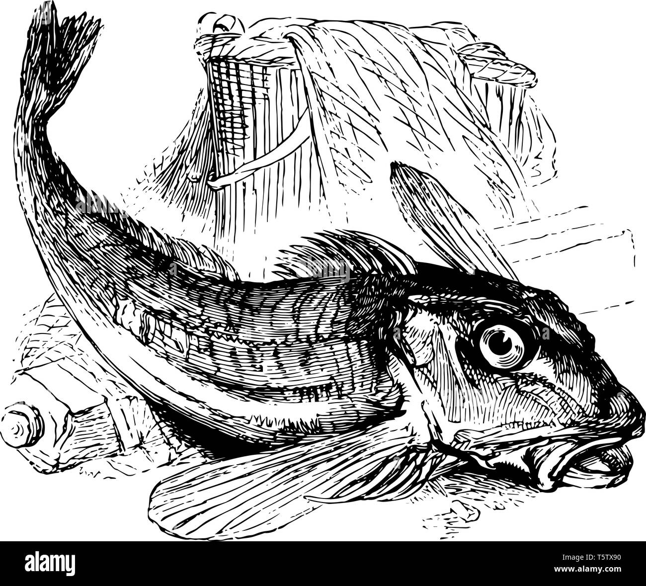 Gurnard are bottom feeding fish of the Triglidae family vintage line ...