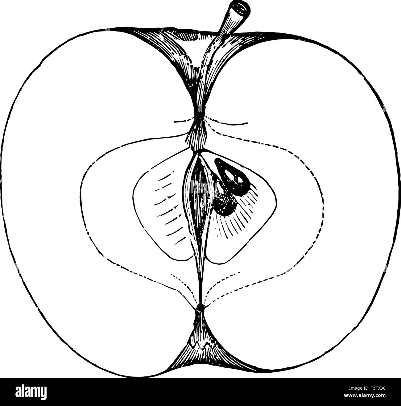 The further Stock Vector Images - Alamy