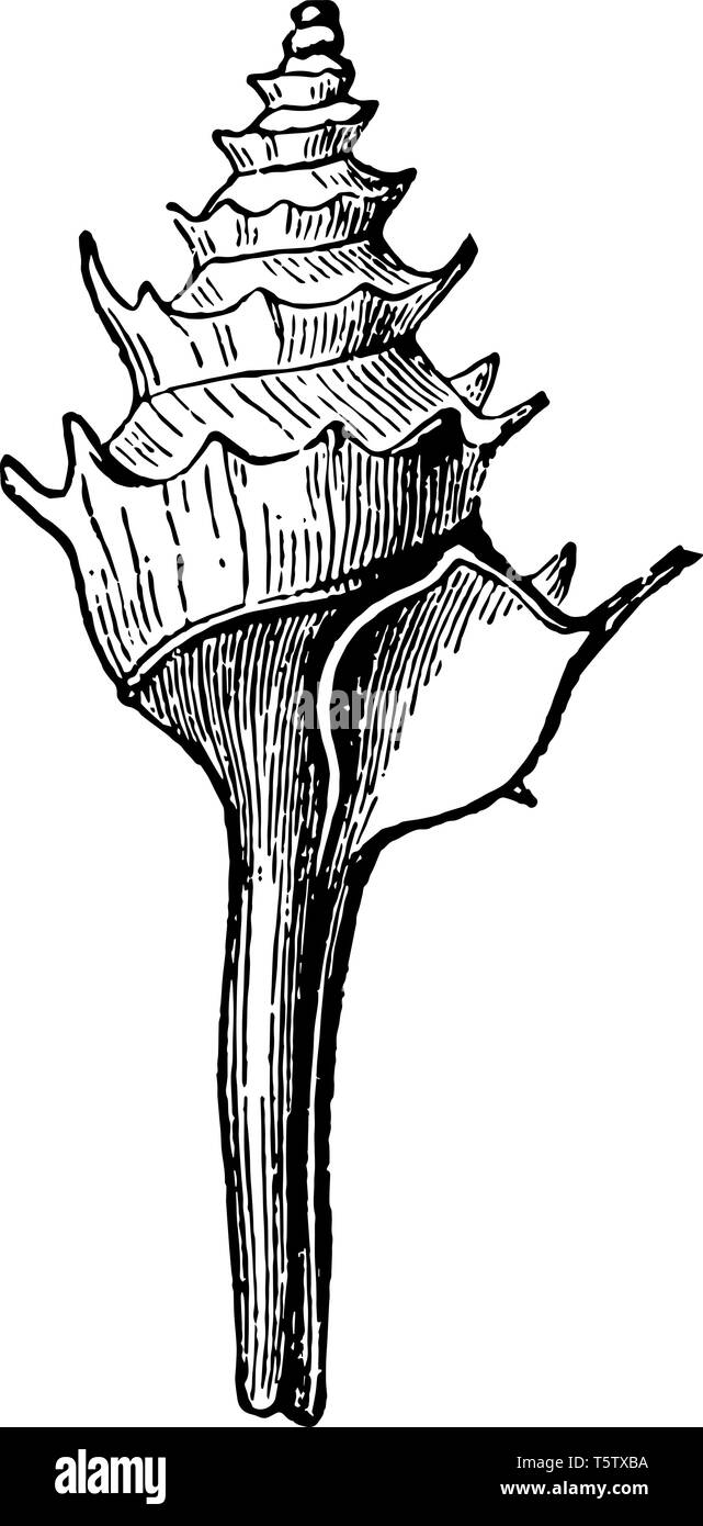 Fusus Pagodus is a remarkable species of the genus Fusus vintage line ...