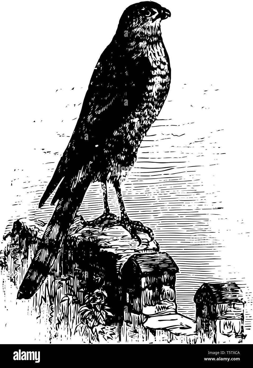 This image represents Sharp shinned Hawk Small vintage line drawing or ...