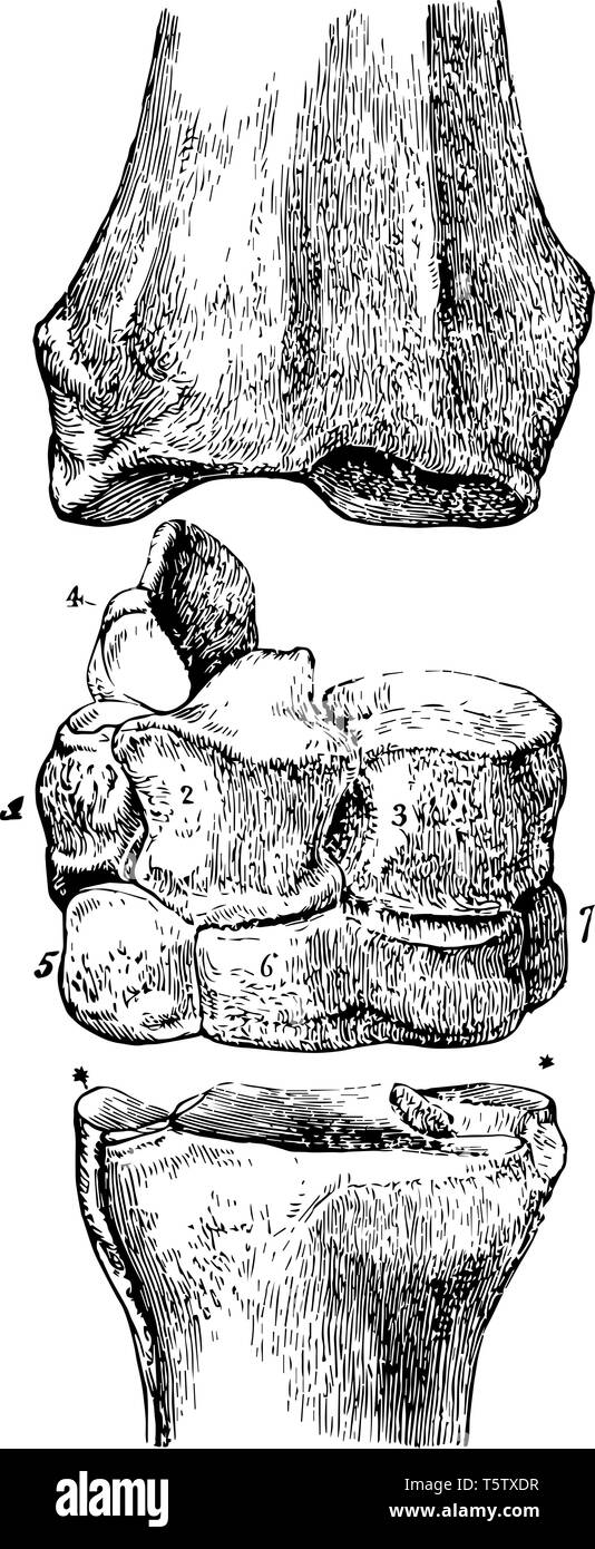 Carpus of a Horse the uppermost bone is the distal end of the radius ...
