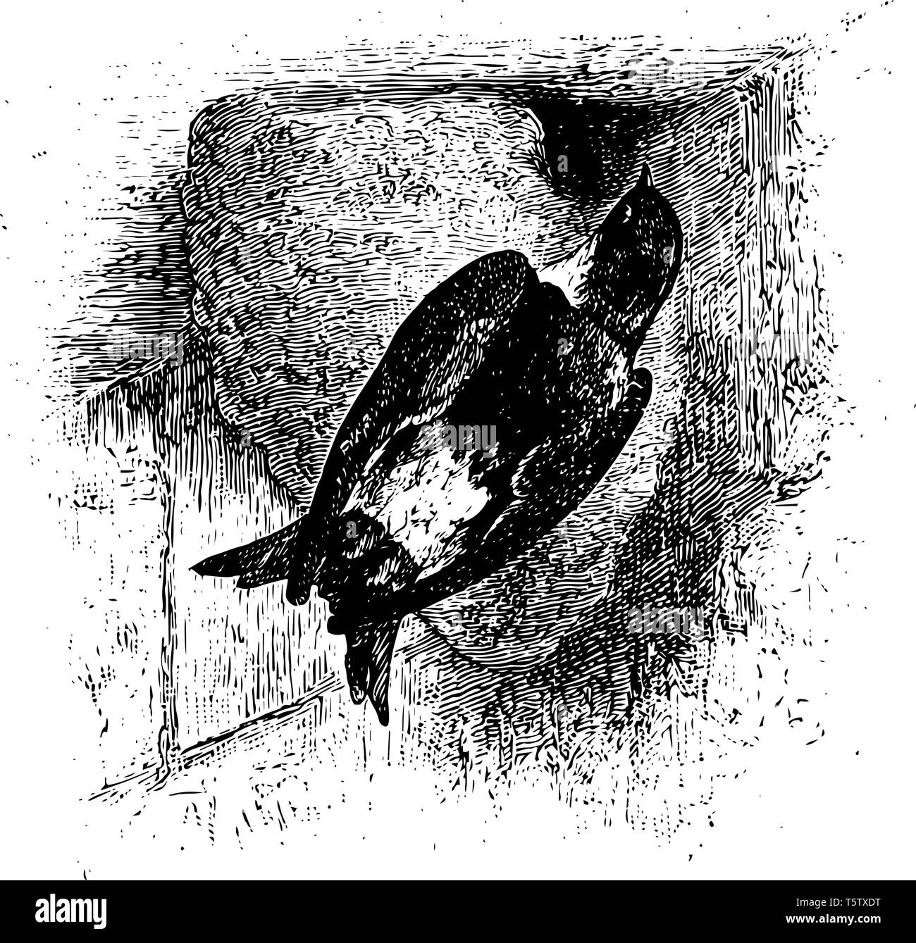 Vintage bird illustration house martin Stock Vector Images - Alamy