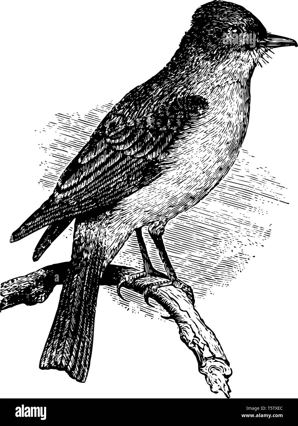 Pewit flycatcher Stock Vector Images - Alamy