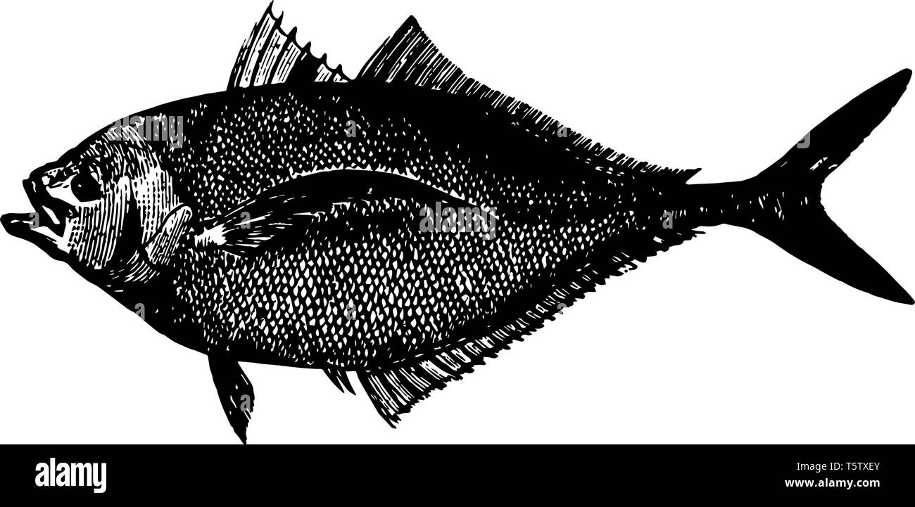 Game fish hi-res stock photography and images - Alamy