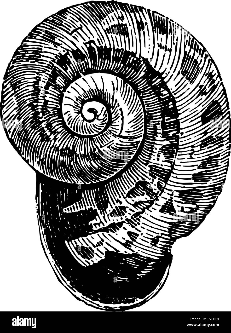 Helix Waltoni which is plain or biform classification of the genus ...