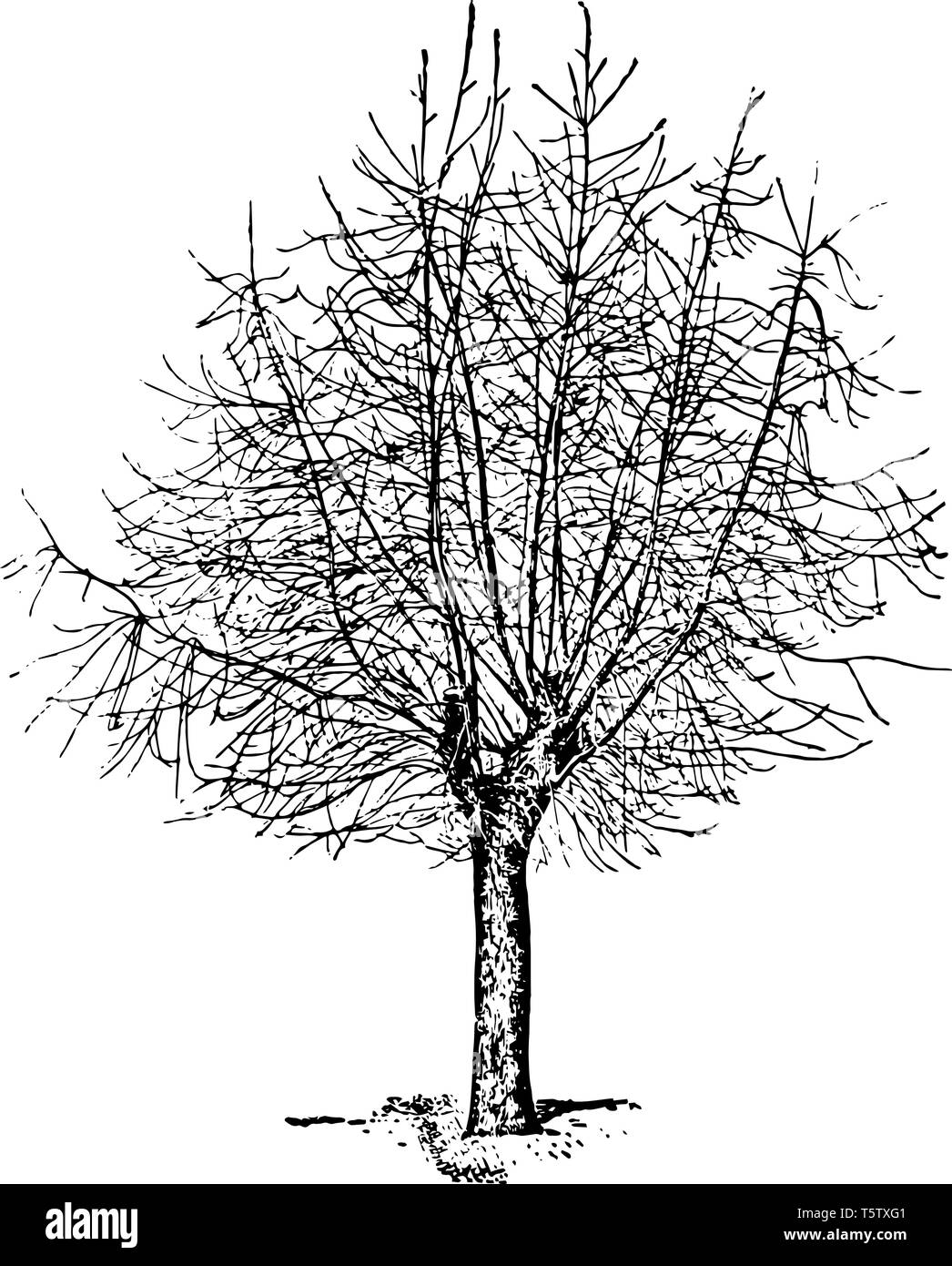Unattractive Tree Stock Vector Images Alamy unattractive-tree-stock-vector-images-alamy