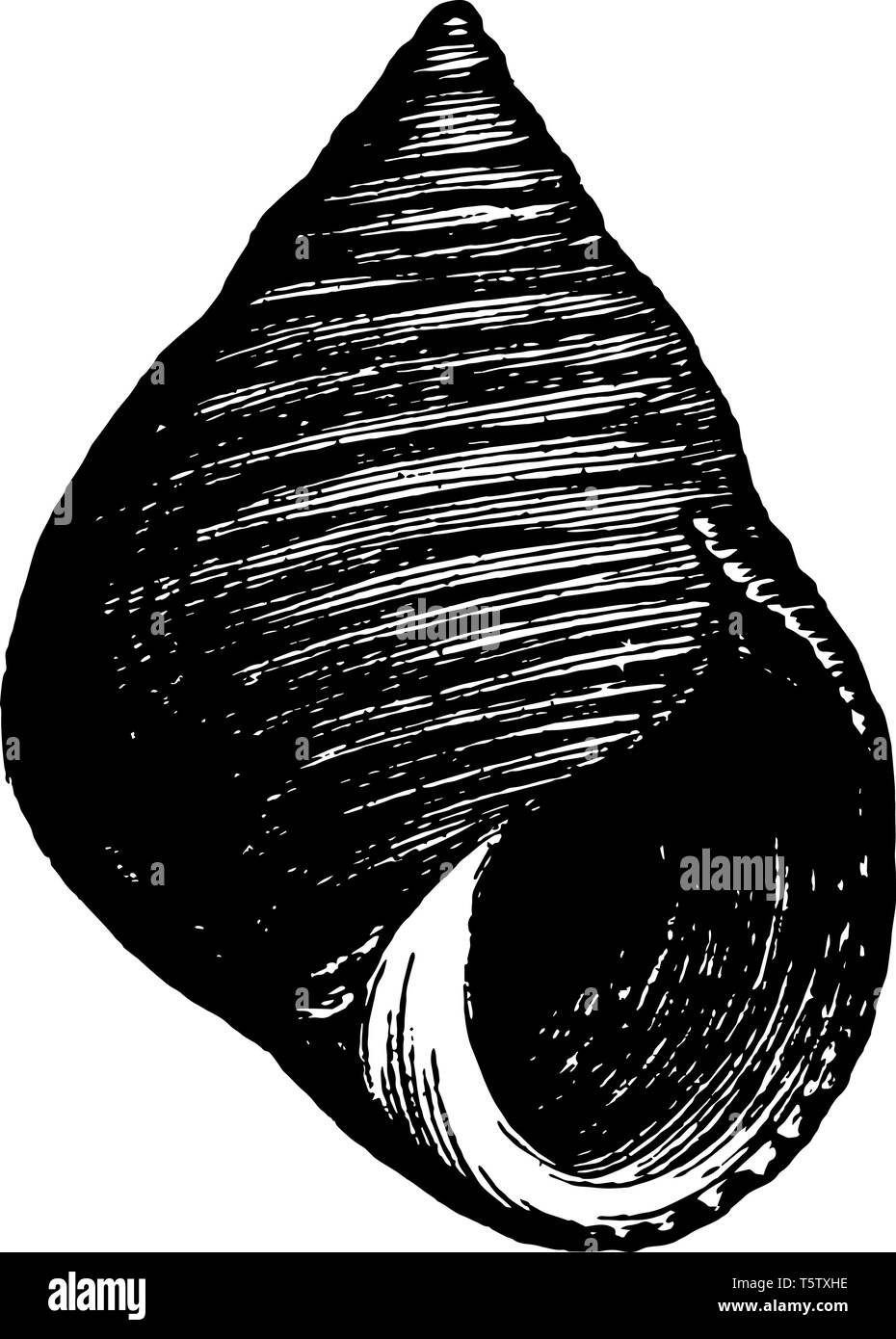 Periwinkle Black and White Stock Photos & Images - Alamy