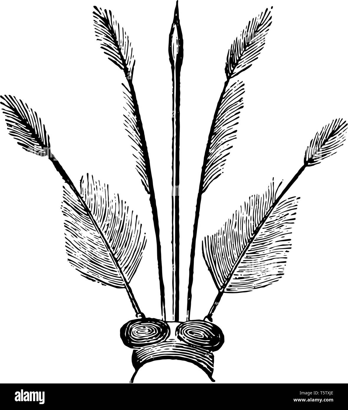 Magnified Head of Gnat with its two eyes vintage line drawing or ...