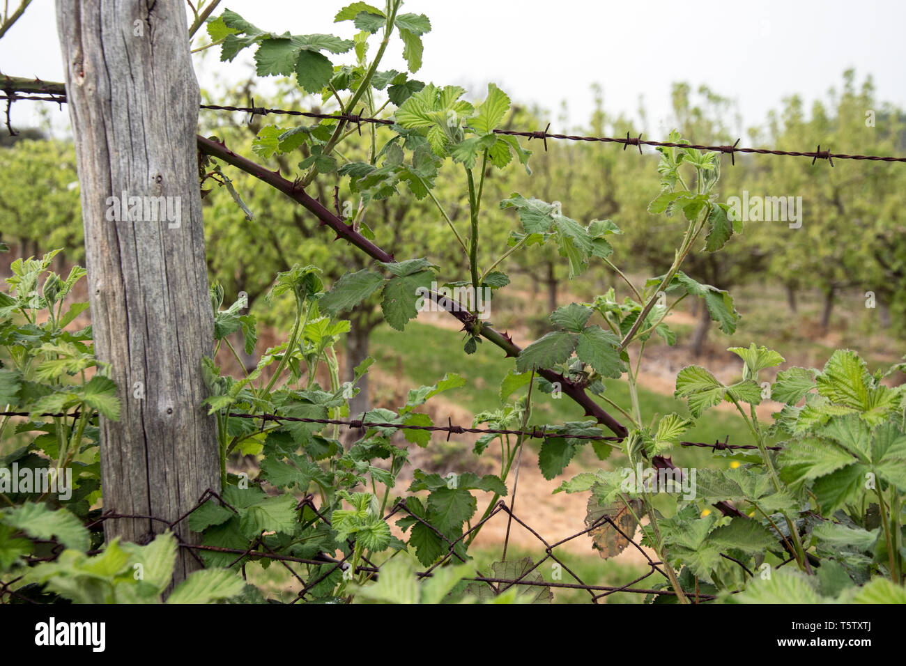 Bramble protection hi-res stock photography and images - Alamy