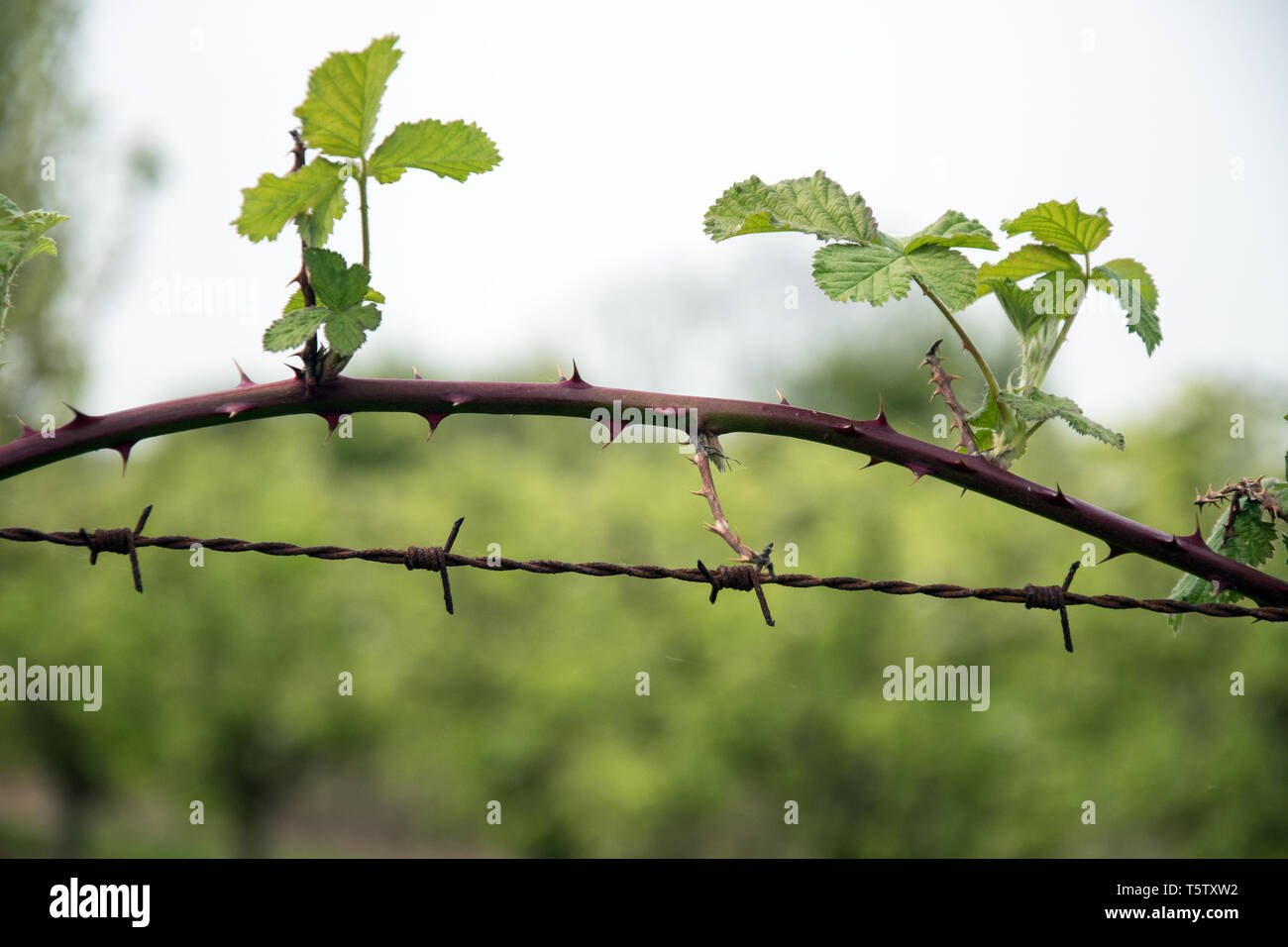 Bramble barrier hi-res stock photography and images - Alamy