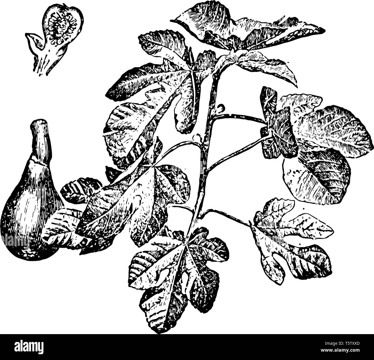A branch of Fig along with cross section of a Fig fruit, vintage line ...