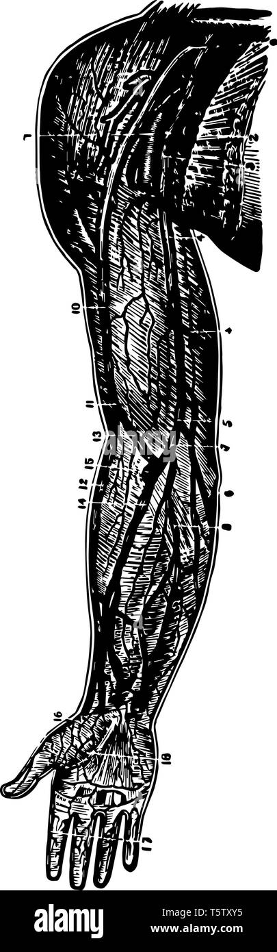 This illustration represents Veins of the Arm vintage line drawing or ...