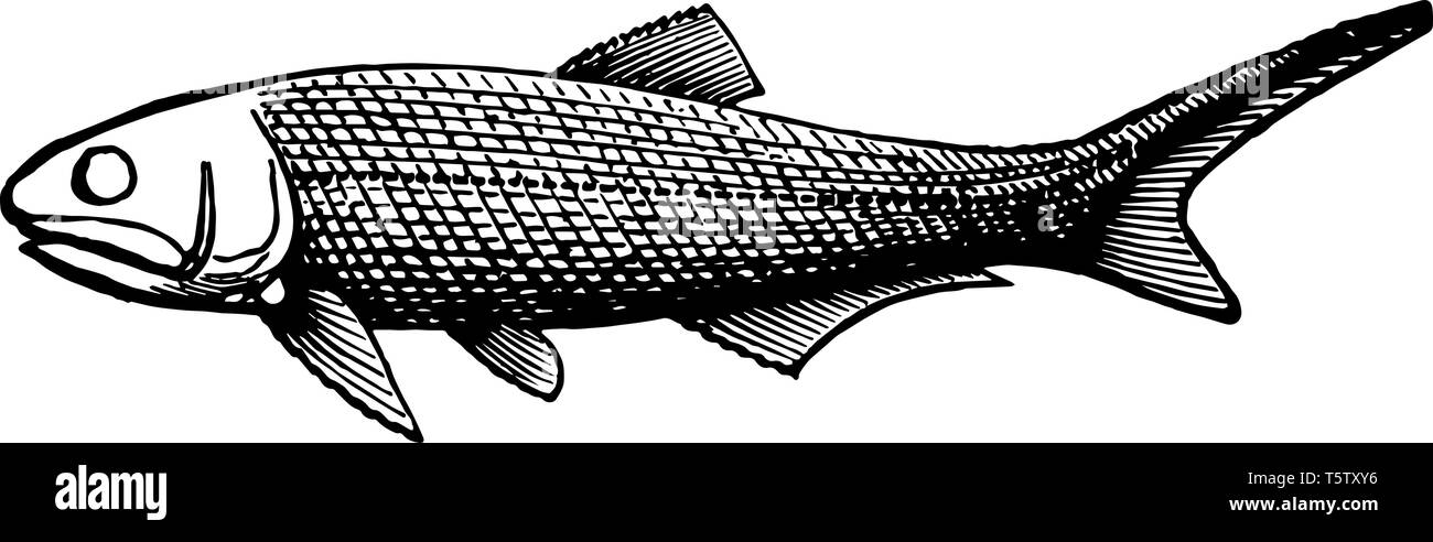 Sauroid is one of a family of ganoid fishes including the lepidosteids ...