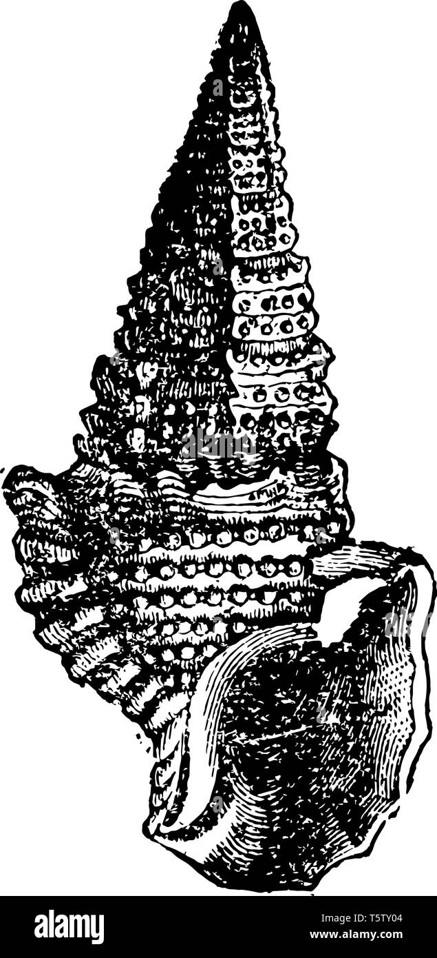 Shell Fossil is the period began with the demise of the non avian ...
