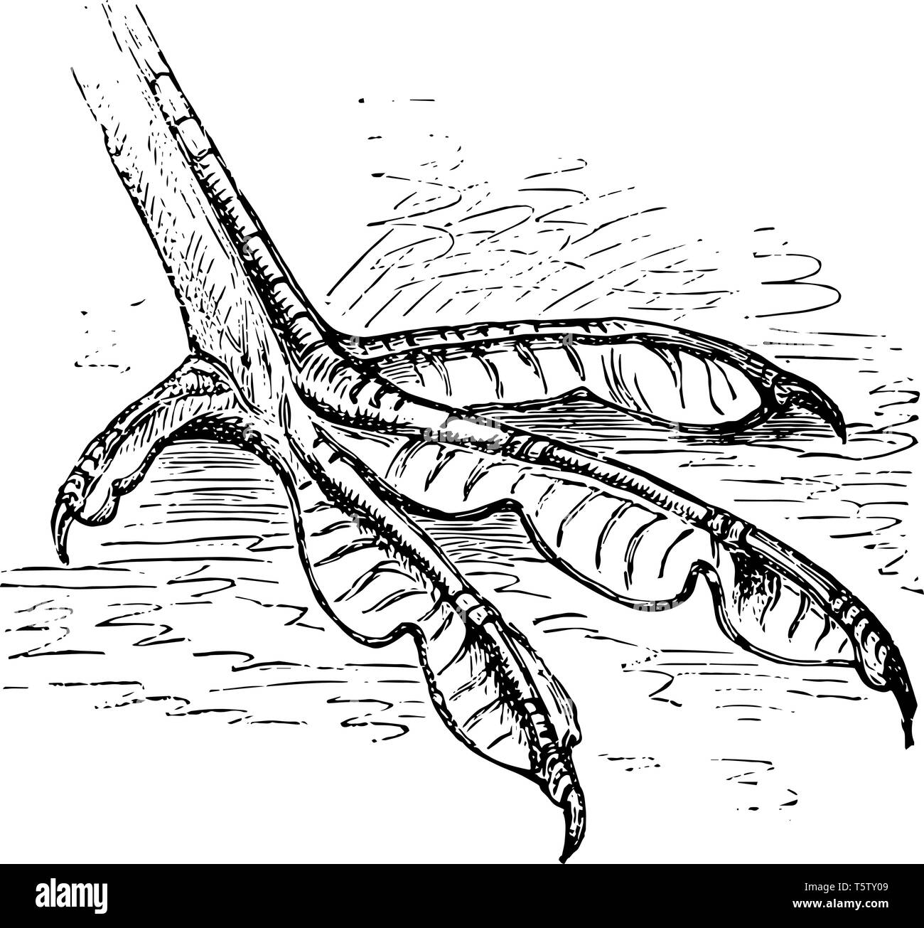 Coot Foot where the membranes as whole therefore present a scolloped ...