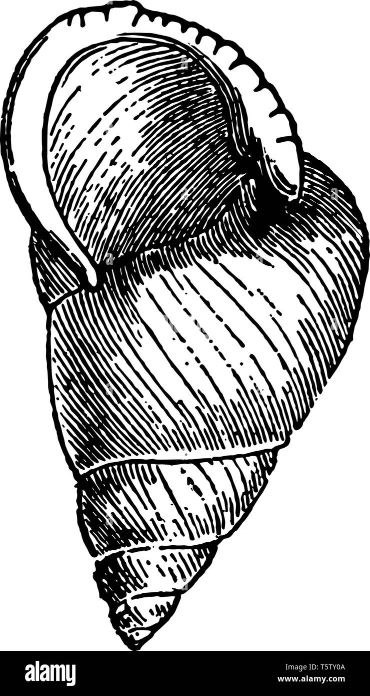 Helix Translucida which plain or biform classification of the genus ...