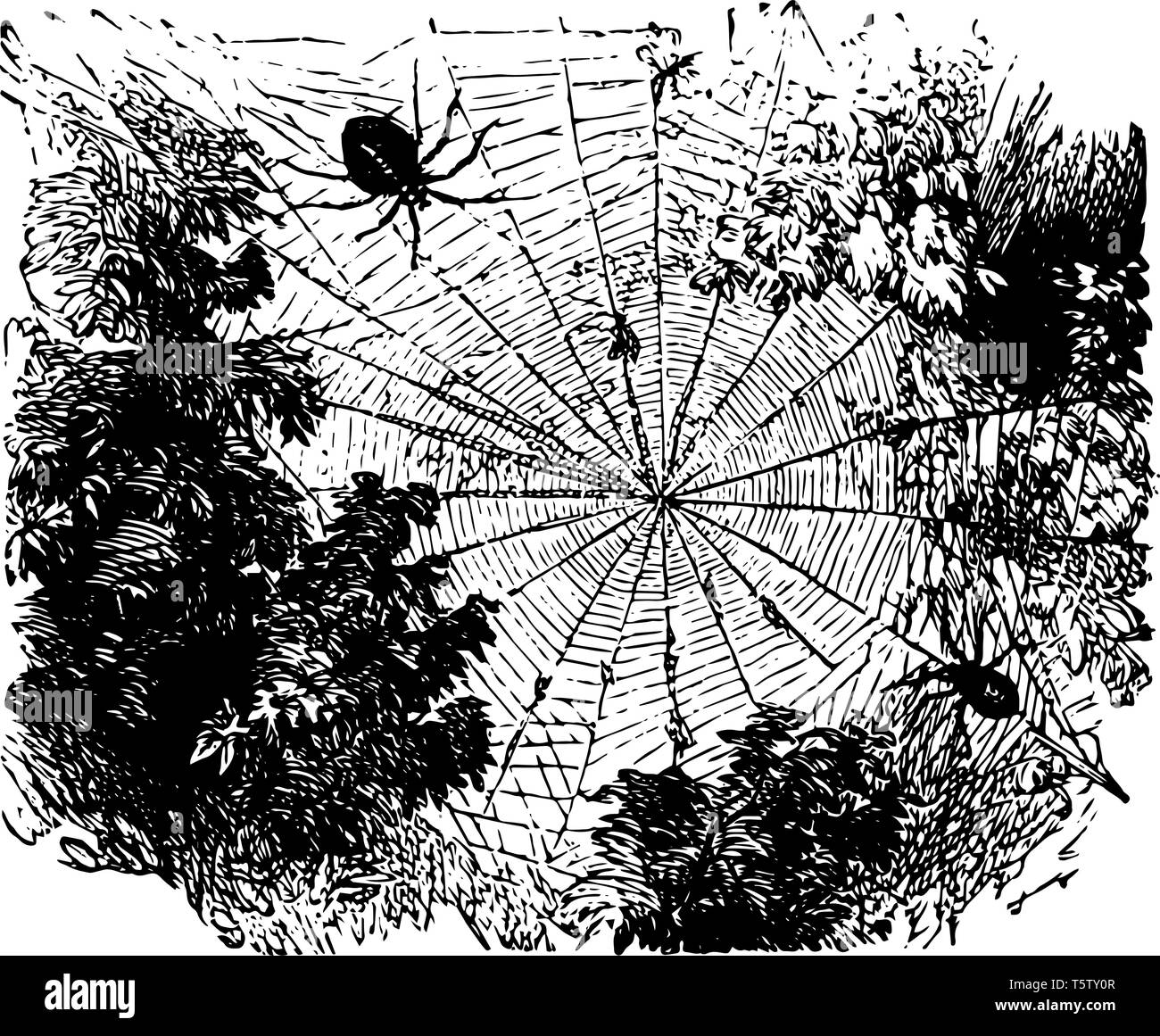 Eight spiders Stock Vector Images - Alamy