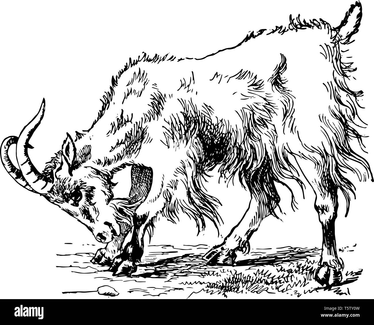 Wild goat engraving Black and White Stock Photos & Images - Alamy