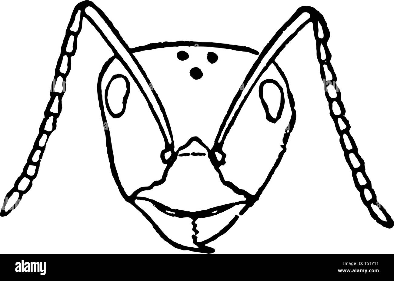 This image represents Red Wood Ant Worker Head vintage line drawing or ...