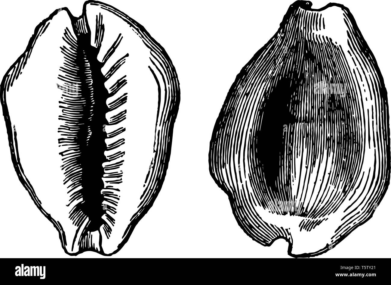Cypraea Moneta is a little oval shell depressed flat below with very ...