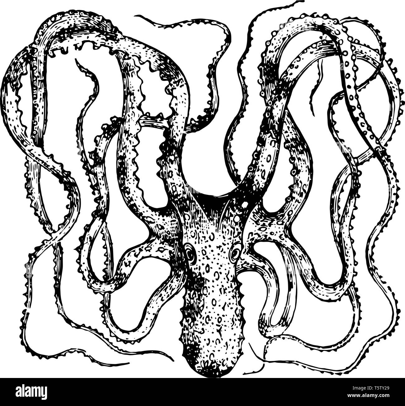 Illustration octopus in sea Stock Vector Images - Alamy