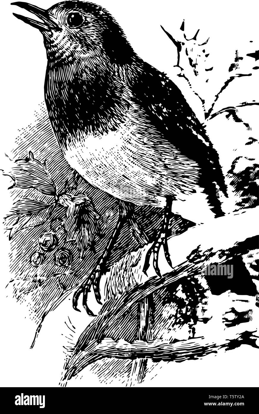 Red Brest Robin is a small robin vintage line drawing or engraving ...