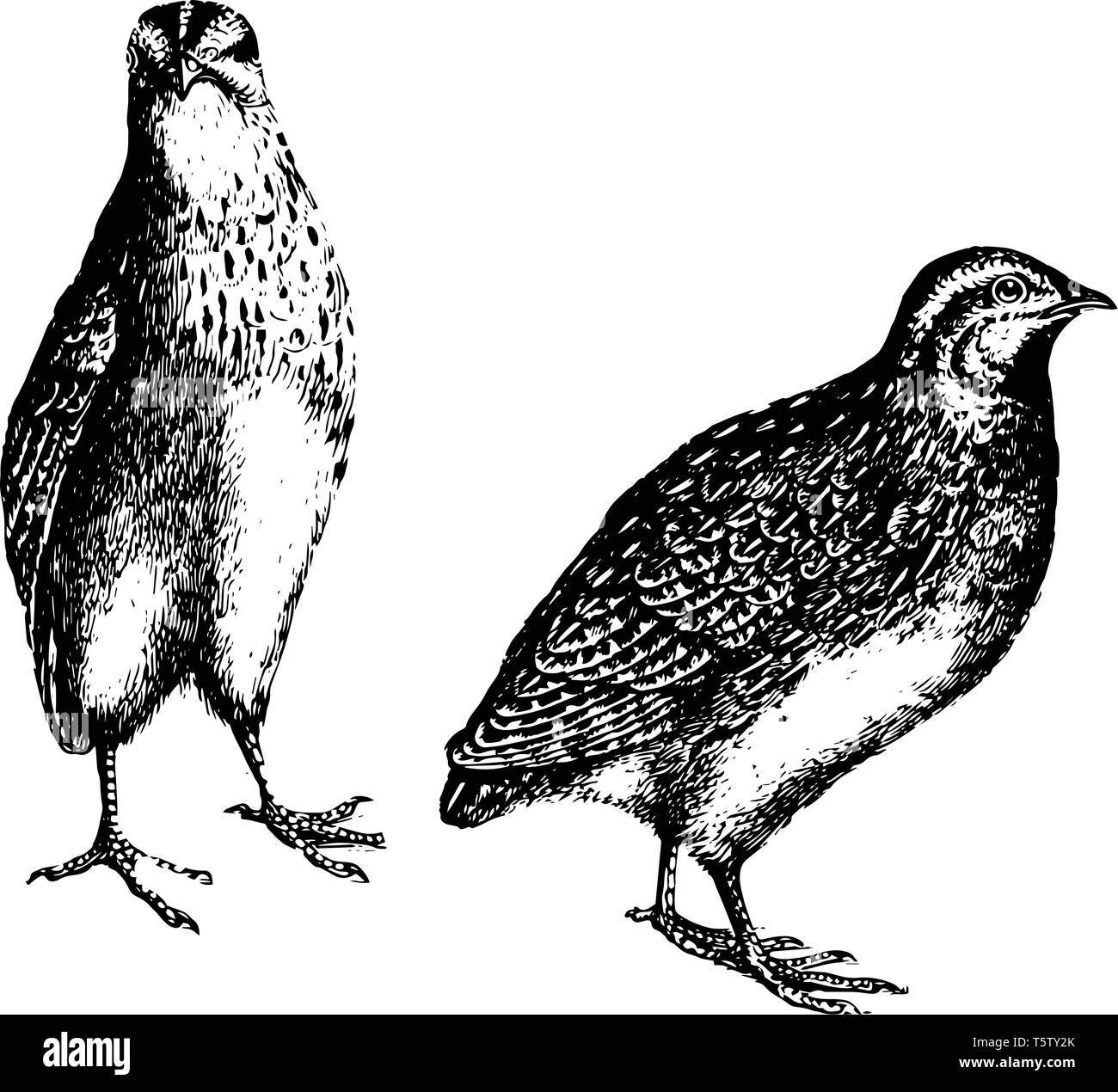 Short small beak Stock Vector Images - Alamy