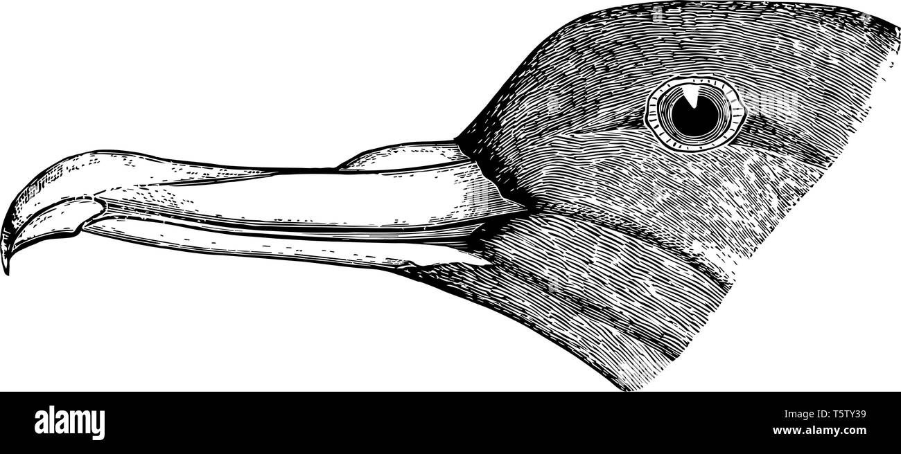 Sooty shearwater Stock Vector Images - Alamy