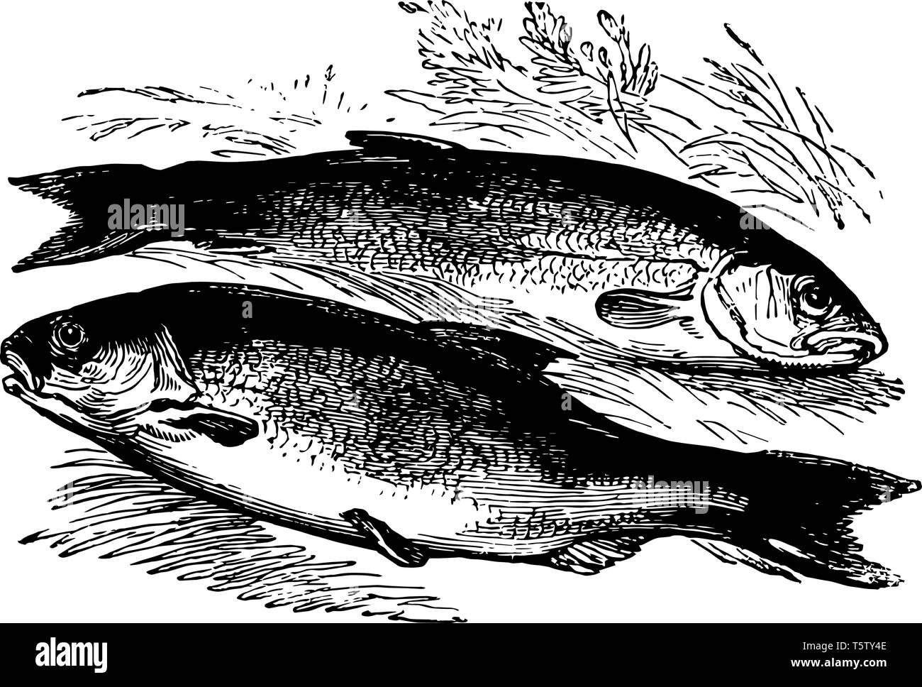 Roach and Dace are European freshwater fish of the Carp family vintage ...