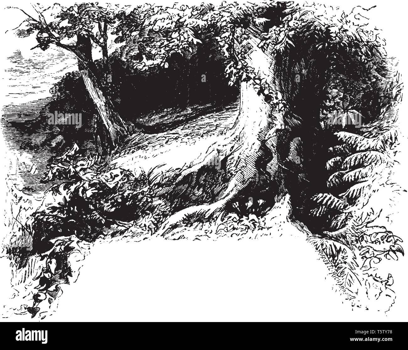 Trees and woods illustration Stock Vector Images - Alamy