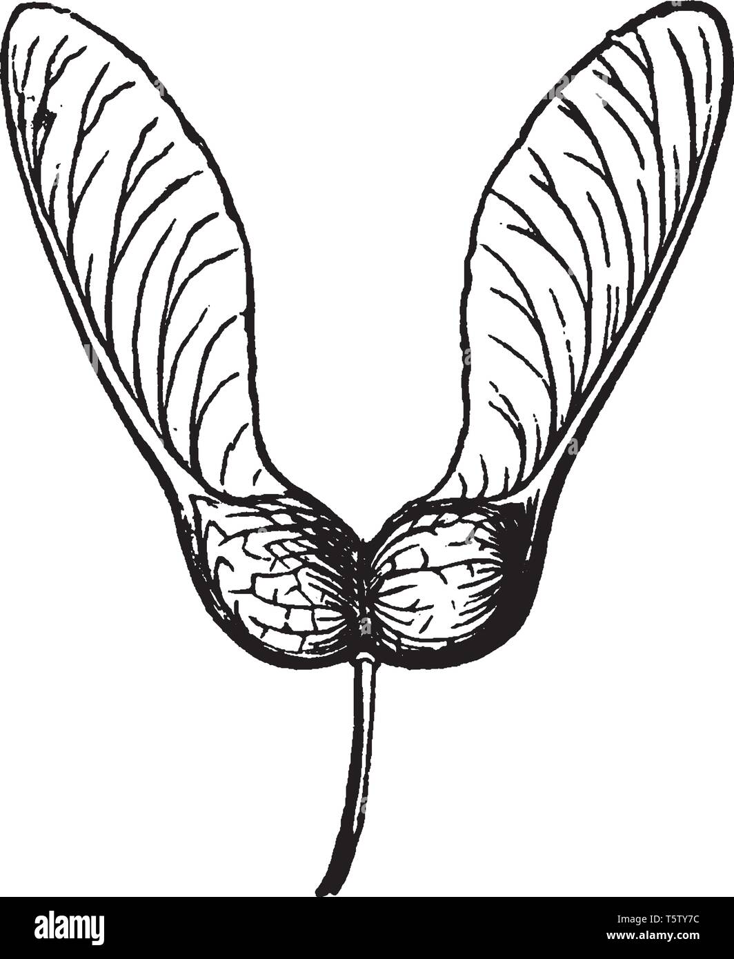 A picture of pair of samaras from Sugar Maple. A samara is an achene ...