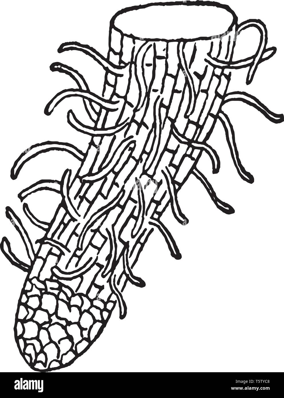 A picture showing a typical root cap and root hairs, vintage line ...