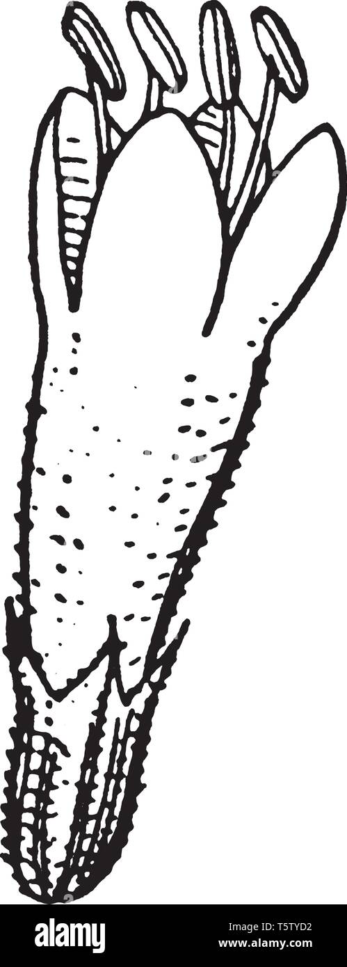 The image is showing section of bud. There are 4- Anther, petal, and ...