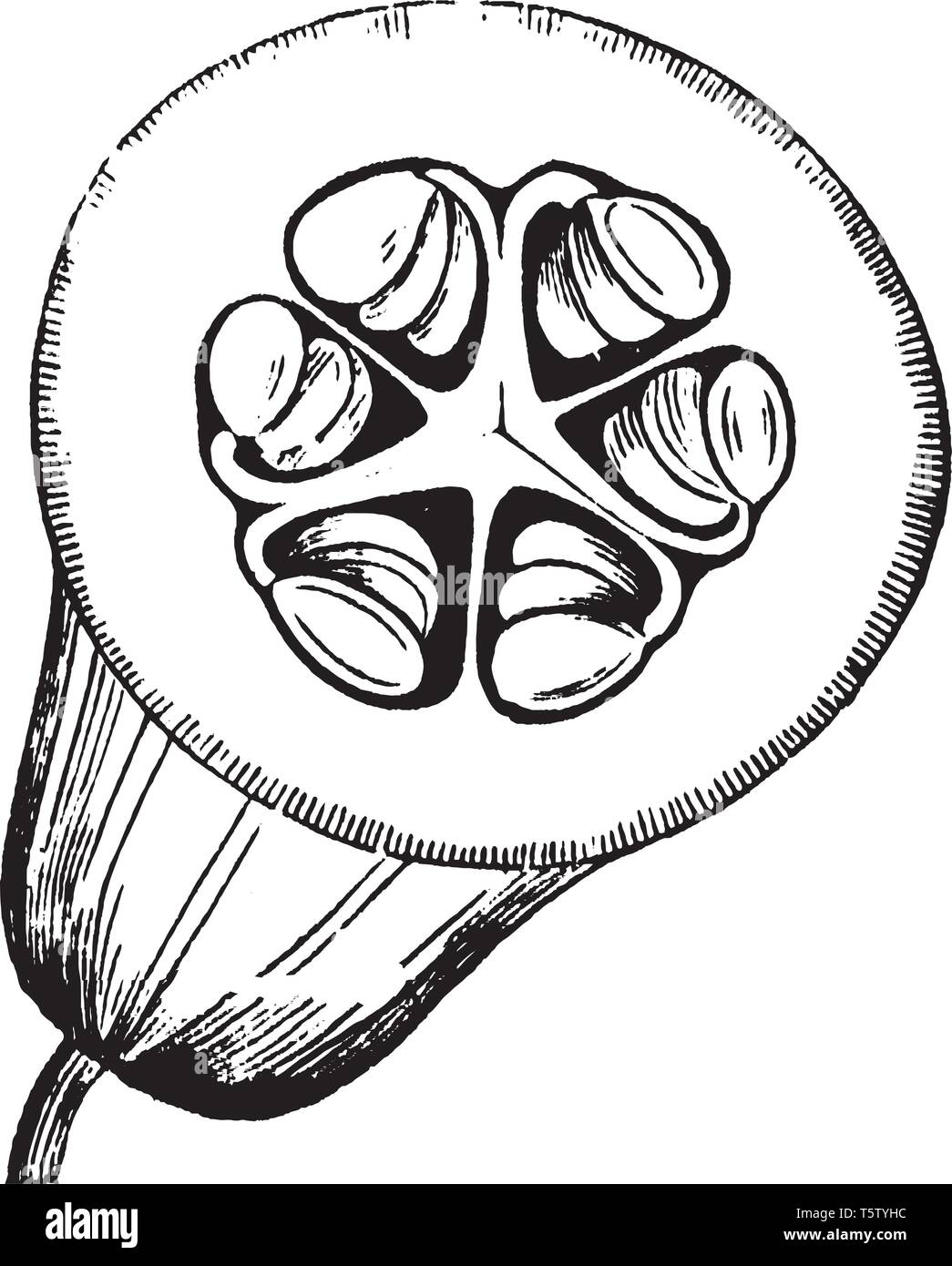 A picture showing the sectional view of Pepo fruit. A Pepo is a sort of ...