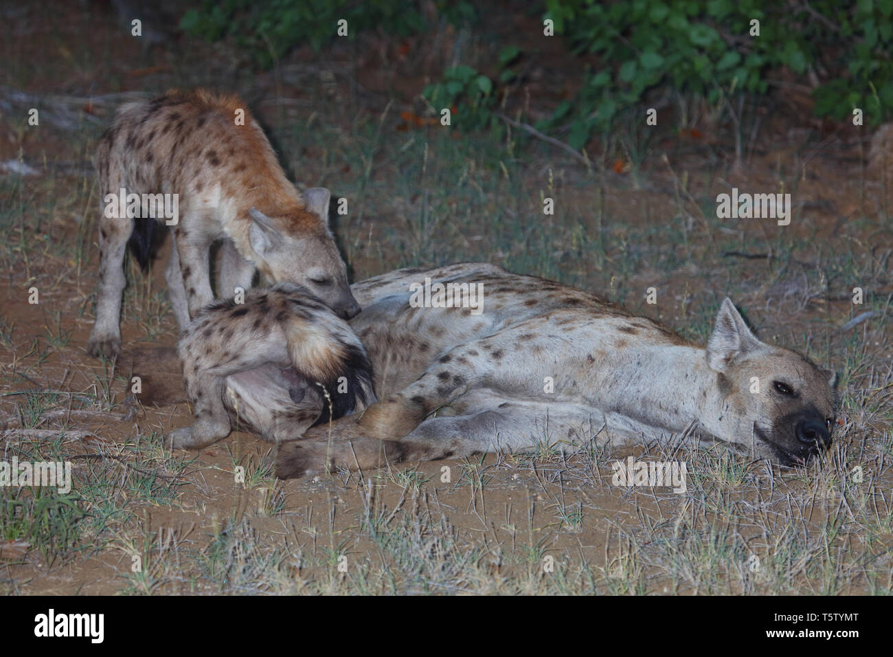 Tüpfelhyäne / Spotted Hyaena / Crocuta crocuta Stock Photo - Alamy